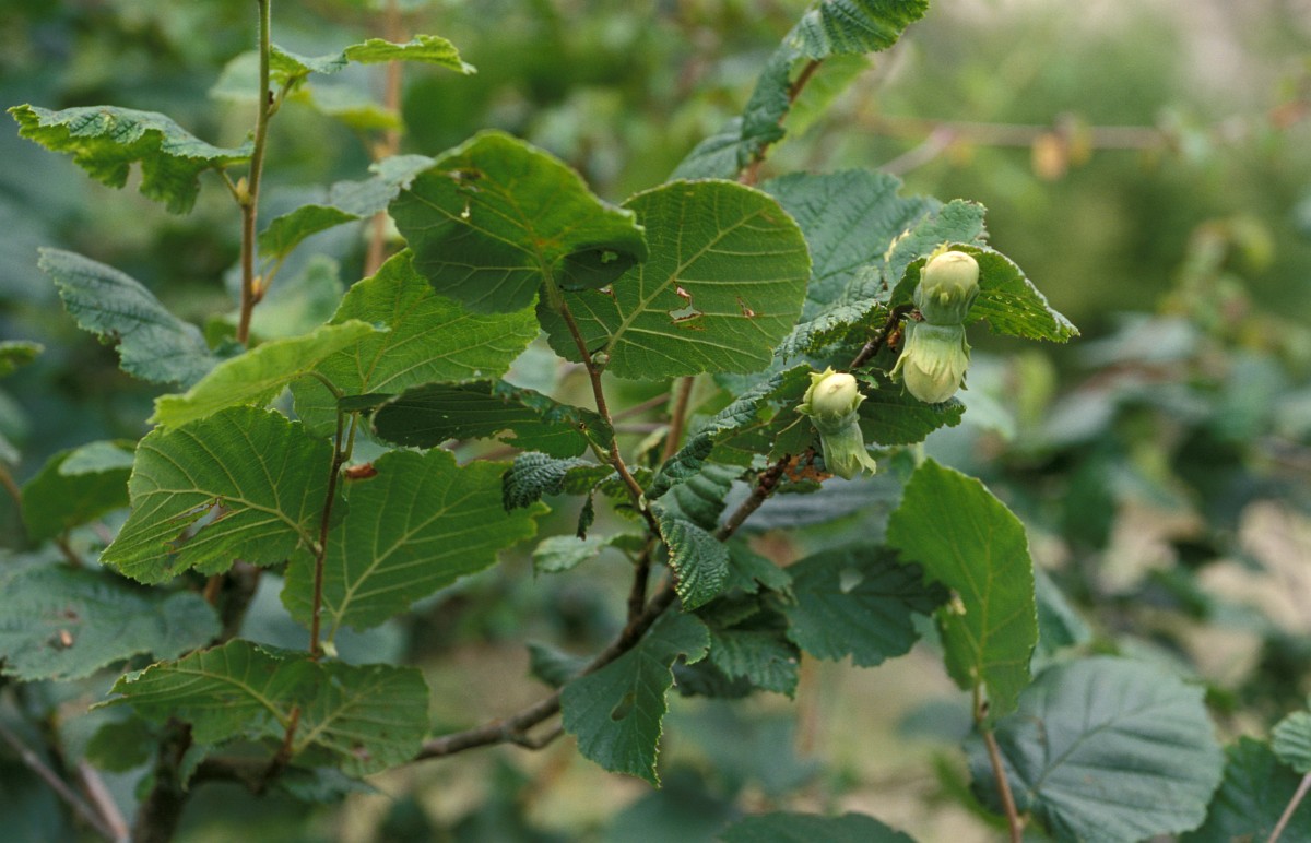 Corylus avellana - Observatório Ambiental - Paços de Ferreira