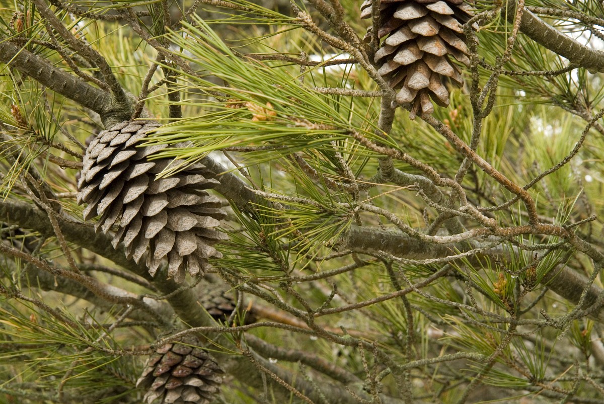 Pinus pinea - Observatório Ambiental - Paços de Ferreira