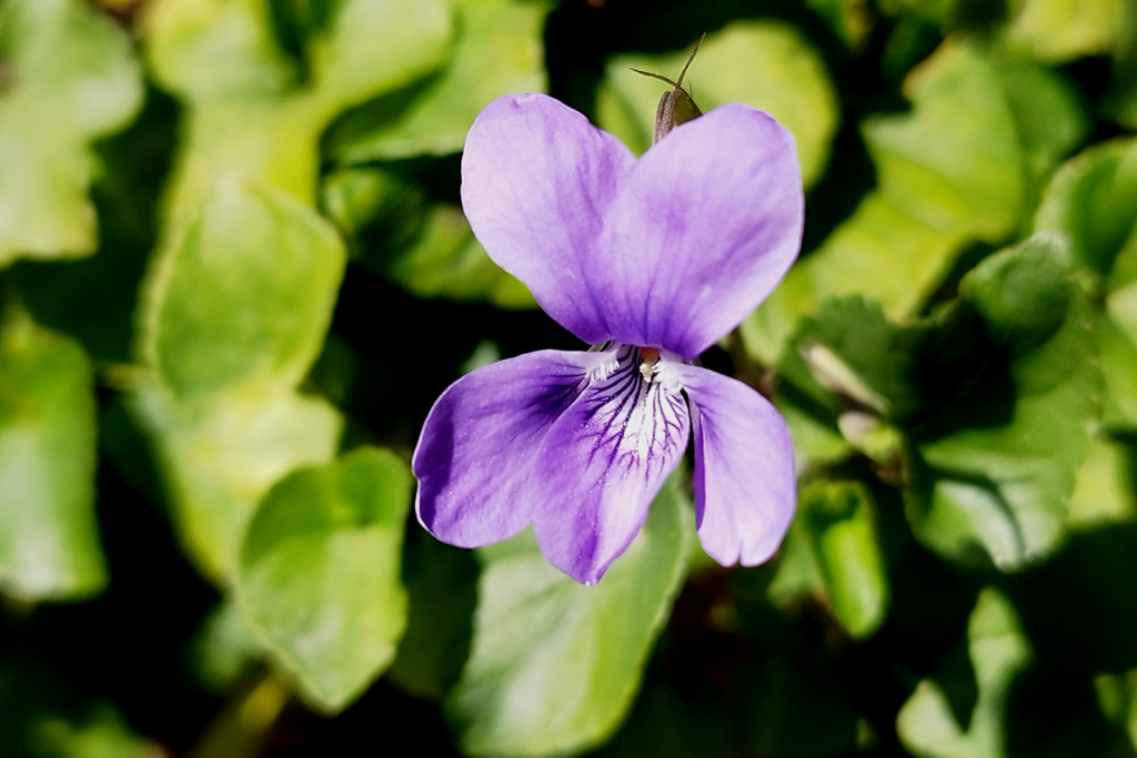 Viola riviniana - Observatório Ambiental - Paços de Ferreira
