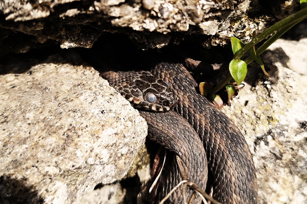 Cobra-de-água-viperina (Natrix maura) - Observatório Ambiental - Paços ...