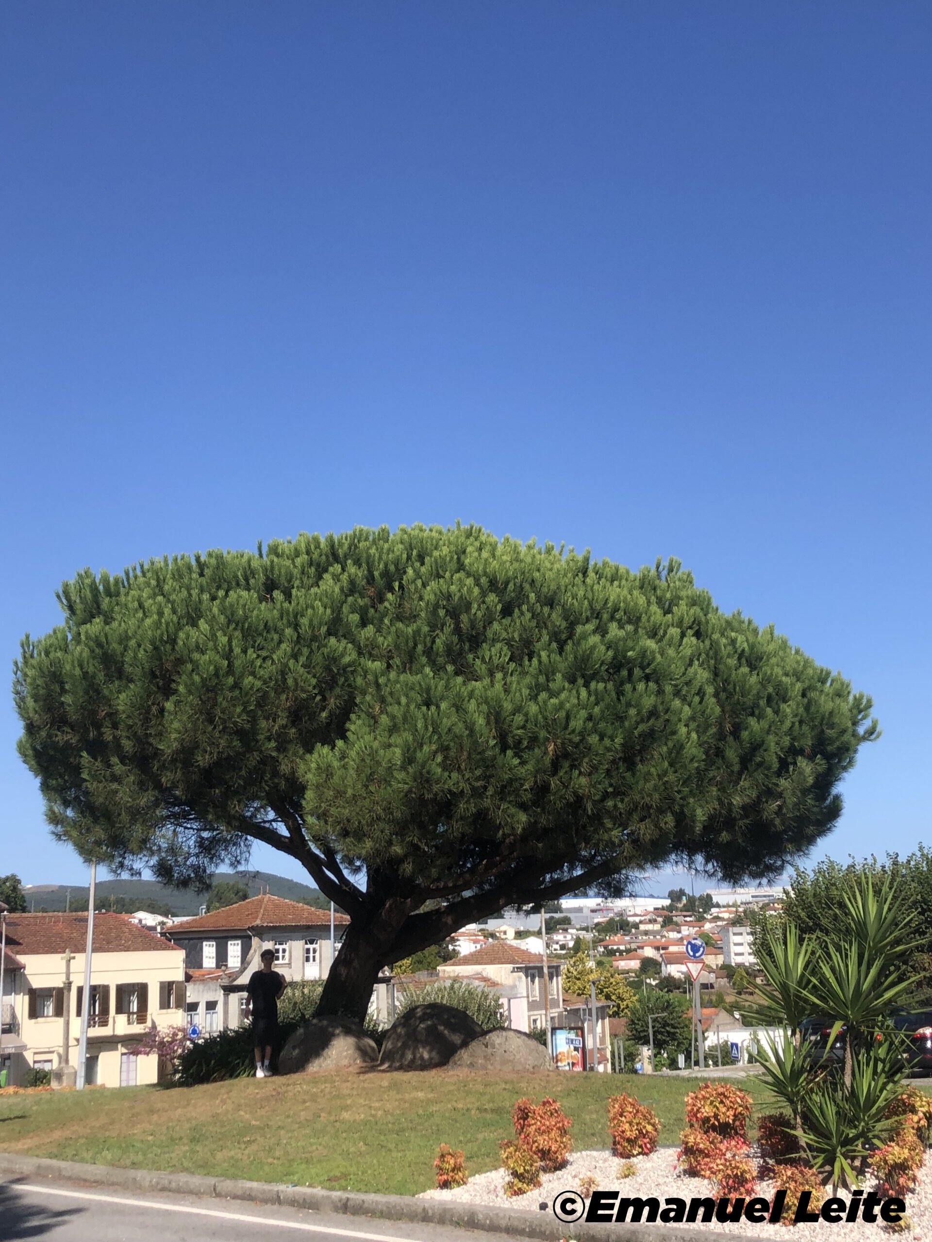 Pinheiro-manso da Praça de Freamunde - Observatório Ambiental - Paços ...