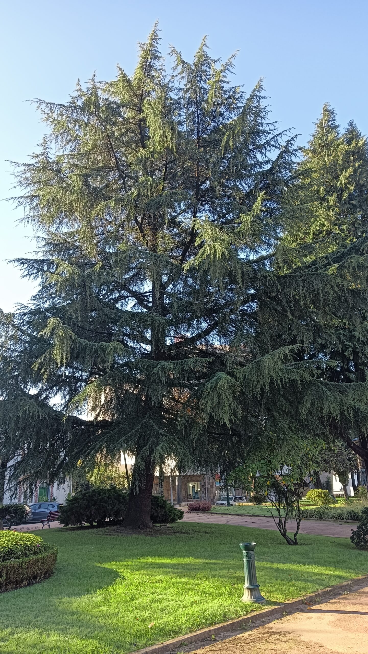 Cedro-do-himalaia (Cedrus deodara) - Observatório Ambiental - Paços de ...